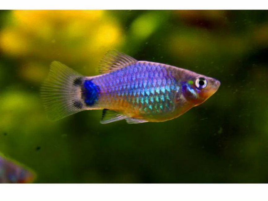 Рыбки пецилии и меченосцы
