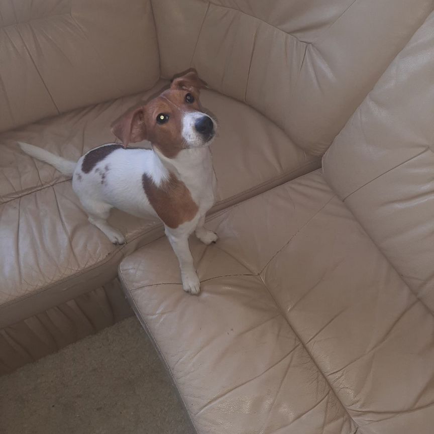 Джек рассел