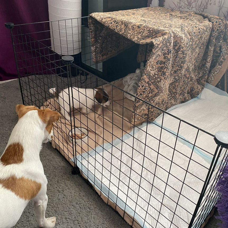 Вольер для щенков в квартиру