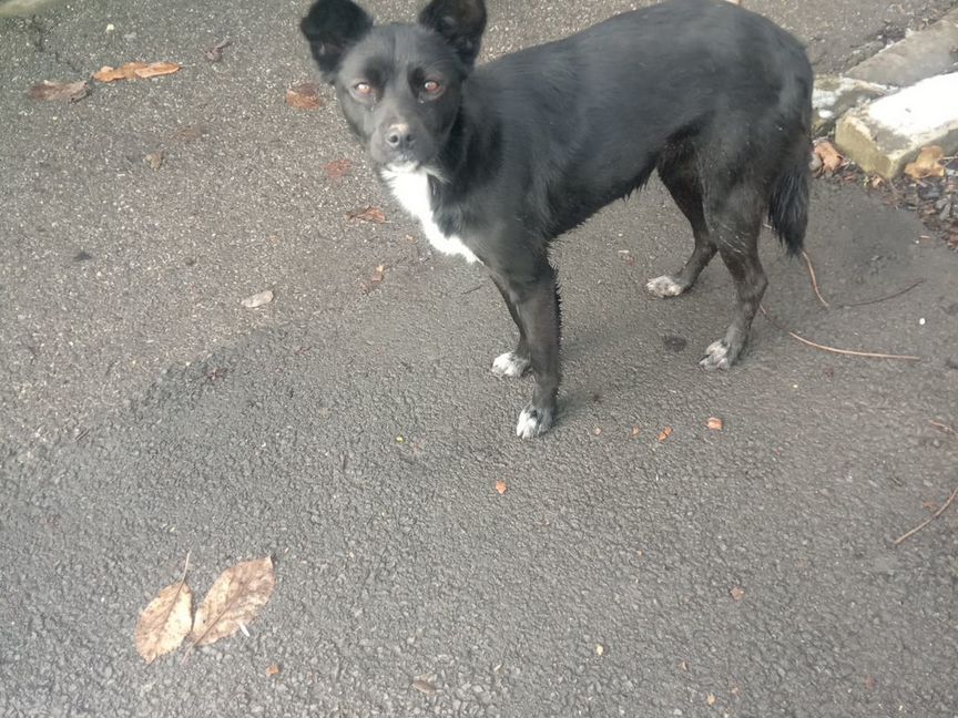 Собака в добрые руки