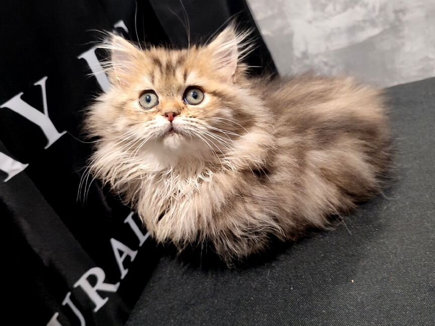Котята породы манчкин