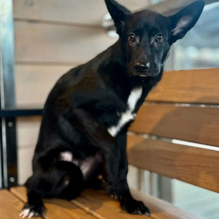 Очень пугливый ребёнок