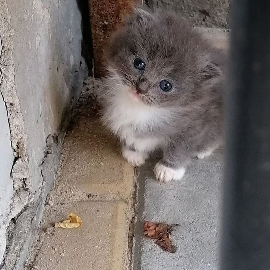 Вислоухие котята