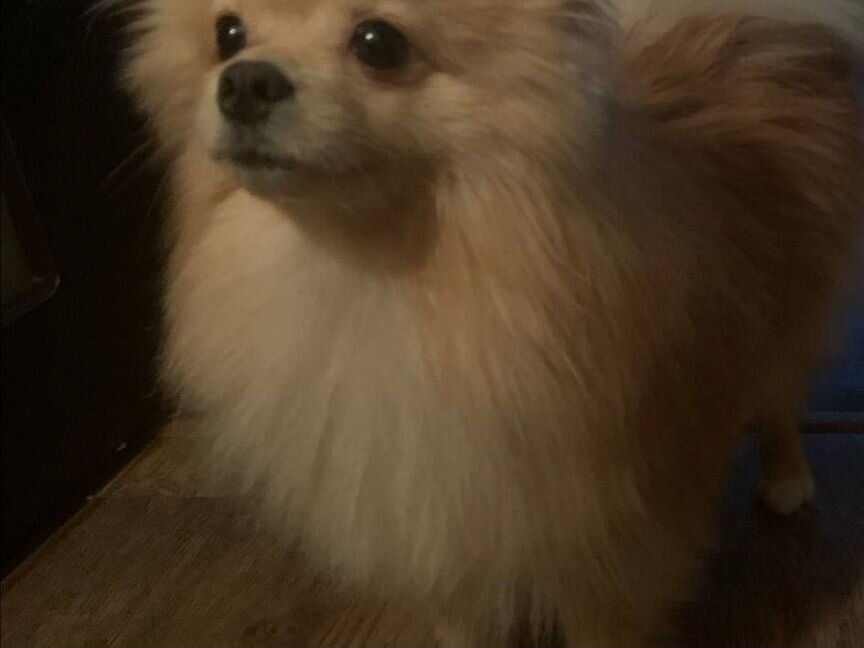 Немецкий шпиц вязка