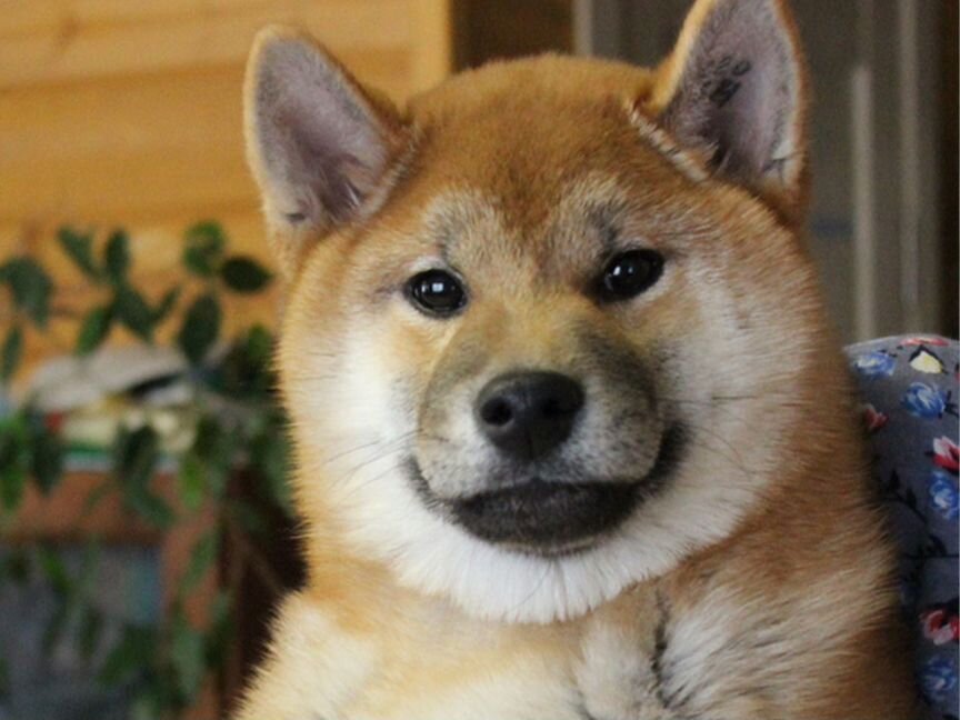 Сиба ину щенок мальчик