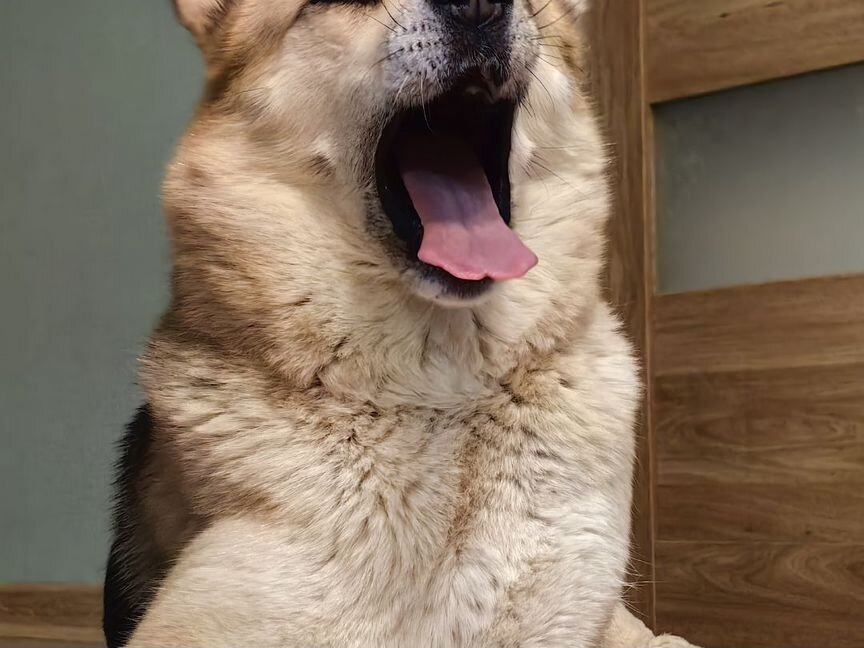 Чудо собака в добрые руки