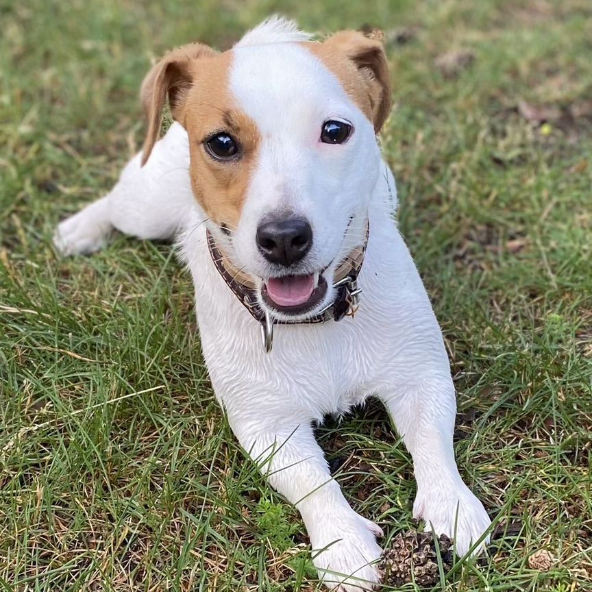 Девочка Джек Рассел ищет друга