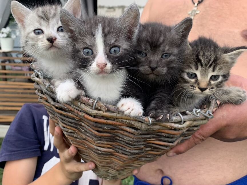 Шотландские прямоухие котята