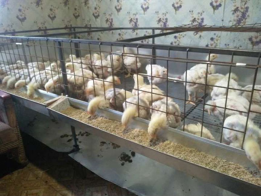 Яйцо инкубационное Суточный цыпленок