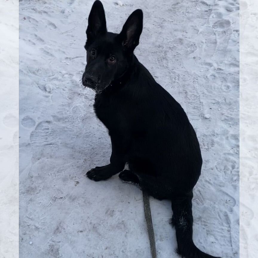 Немецкая овчарка, щенок