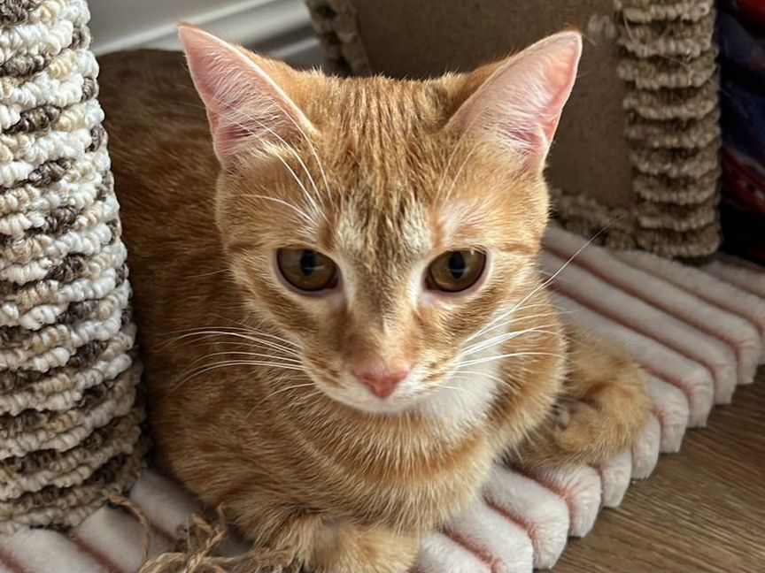 Кошка рыжая