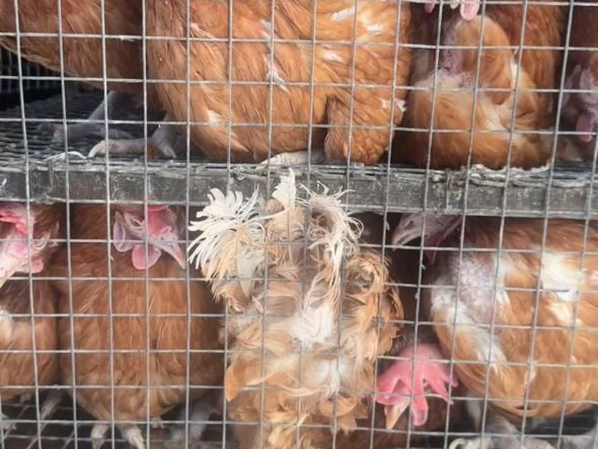 Куры несушки