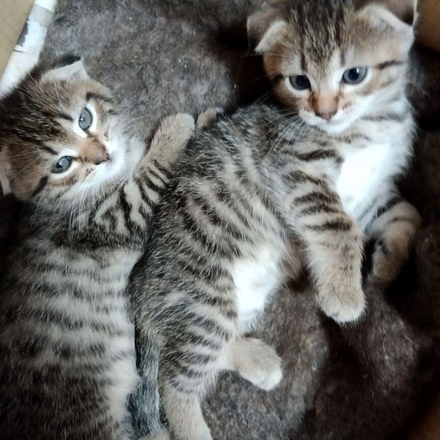Шотландская вислоухая кошка
