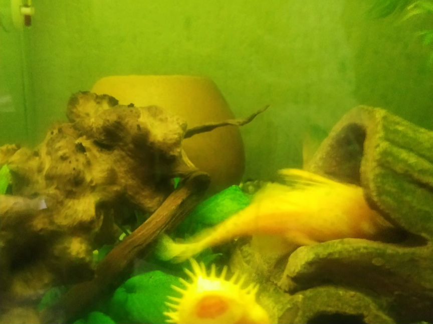 Аквариумные рыбки анцитрус