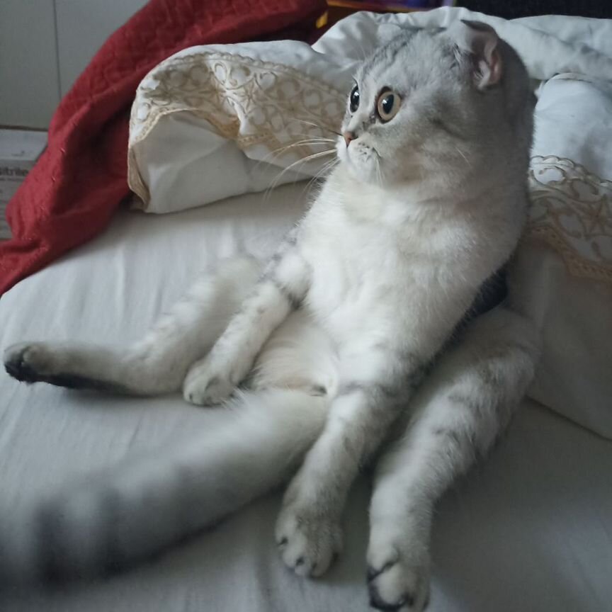 Ищем кота для кошки