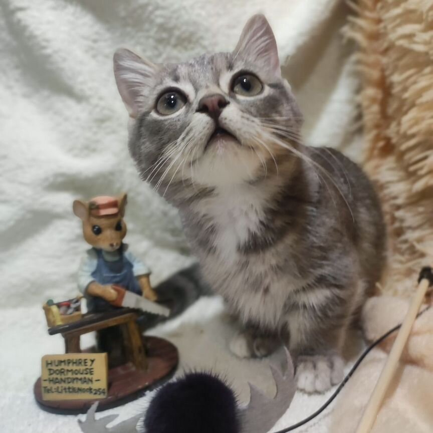 Котëнок манчкин