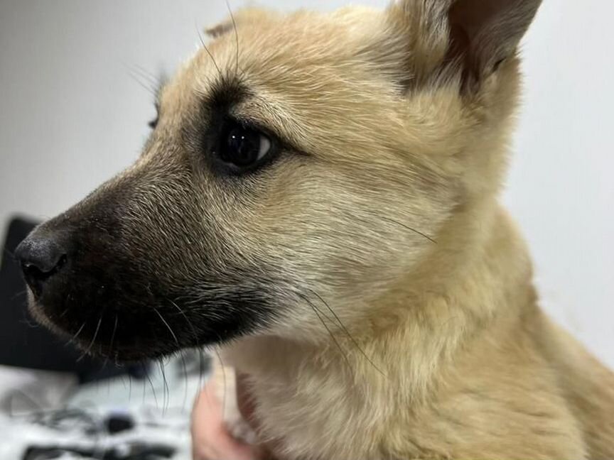 Щенки овчарки в дар. метисы