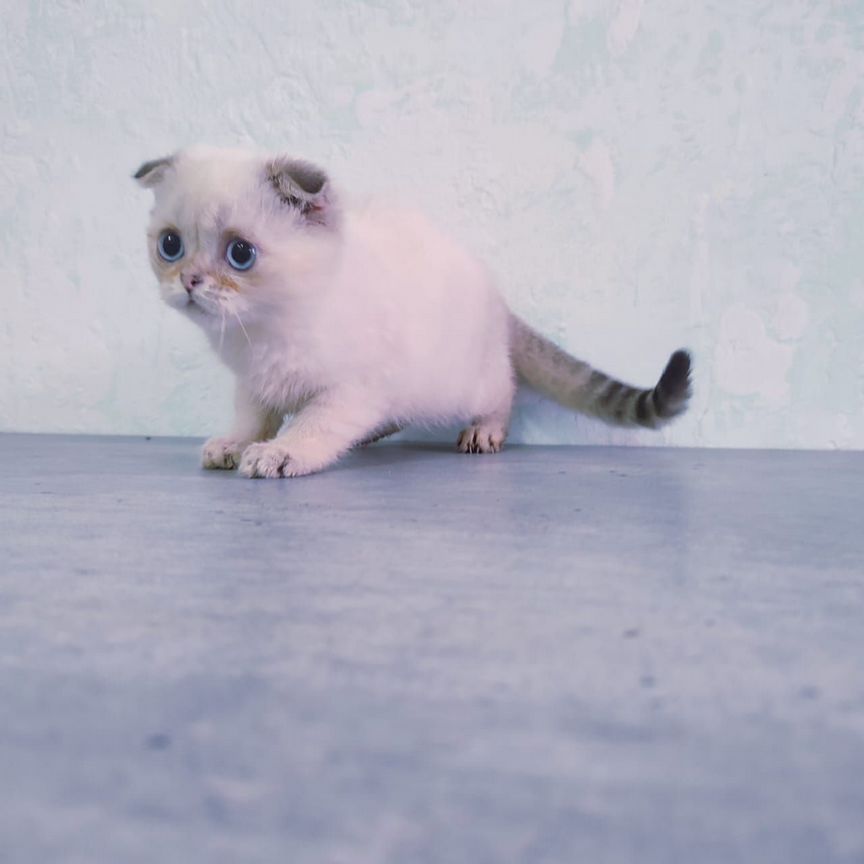 Вислоухие котята