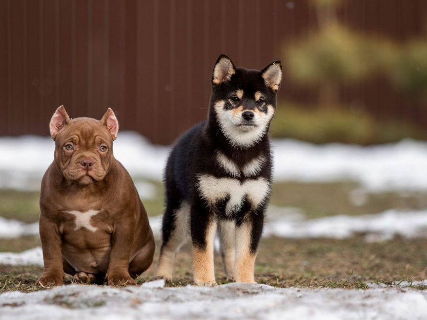 Красивая,маленькая Девчонка Американский булли