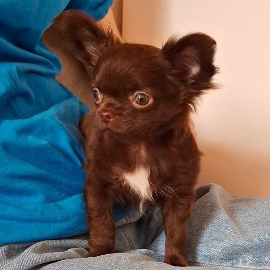 Чихуахуа мини