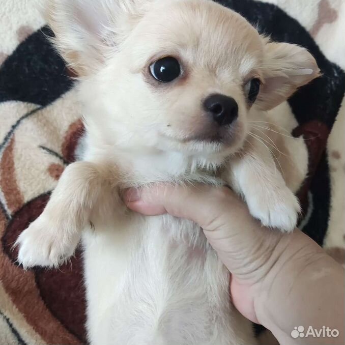 Мальчишата