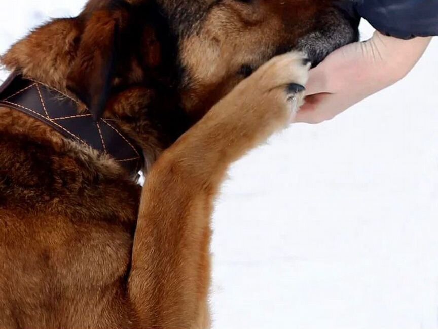 Прогулка с хозяином. Джек