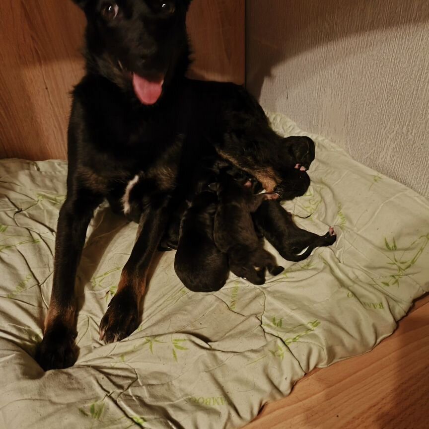 Продам щенков)