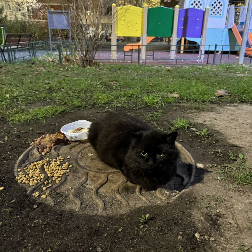 Котик в добрые руки