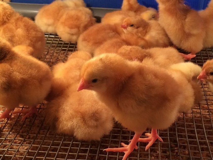 Суточный бройлер Ред Бро/Red Bro