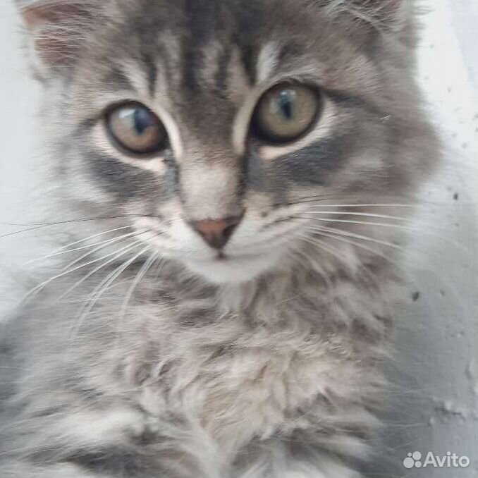 Сибирская кошка бесплатно