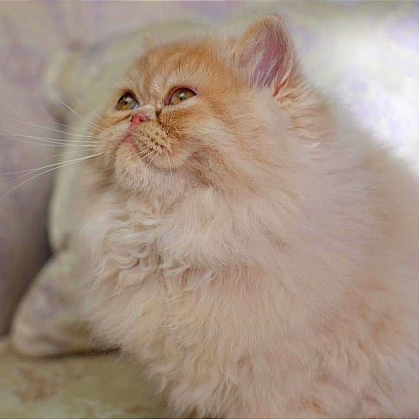 Персидские и экзотисеские котята
