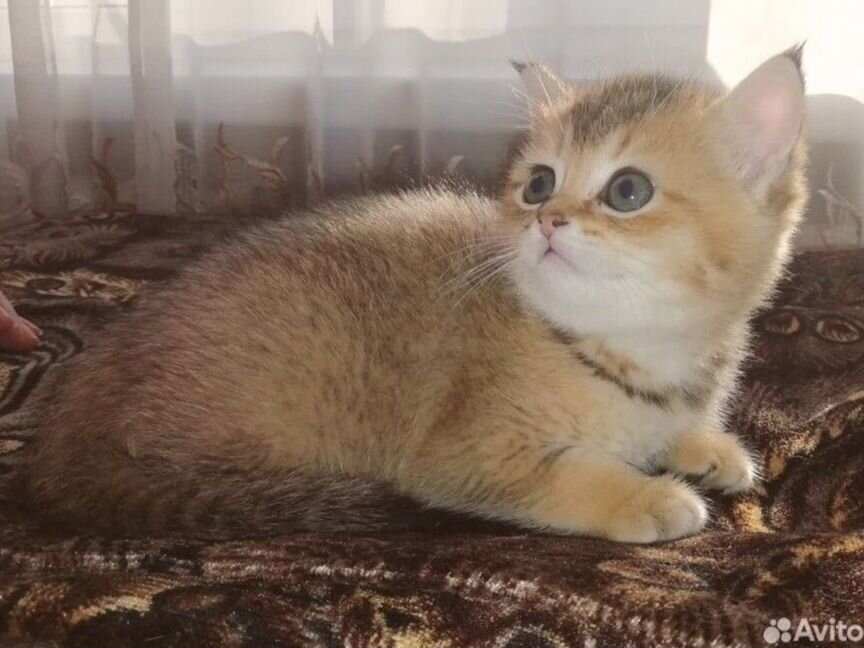 Шиншилловые плюшевые милашки