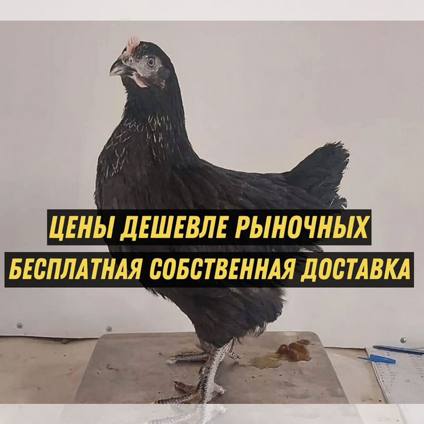 Куры молодки оптом от 100 шт. заключаем договор