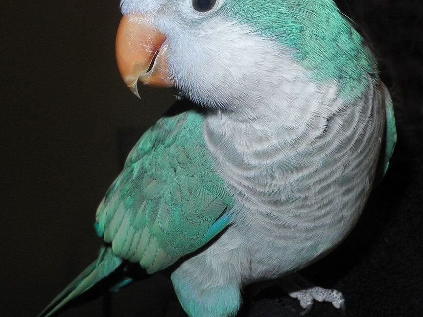 Попугай монах калита квакер говорящий