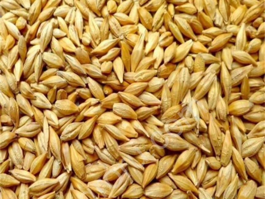 Ячмень, озимая пшеница