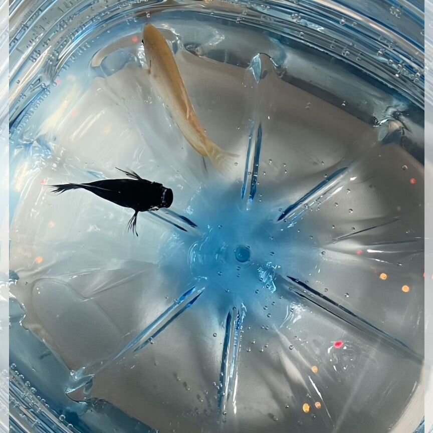 Продам аквариумных рыбок