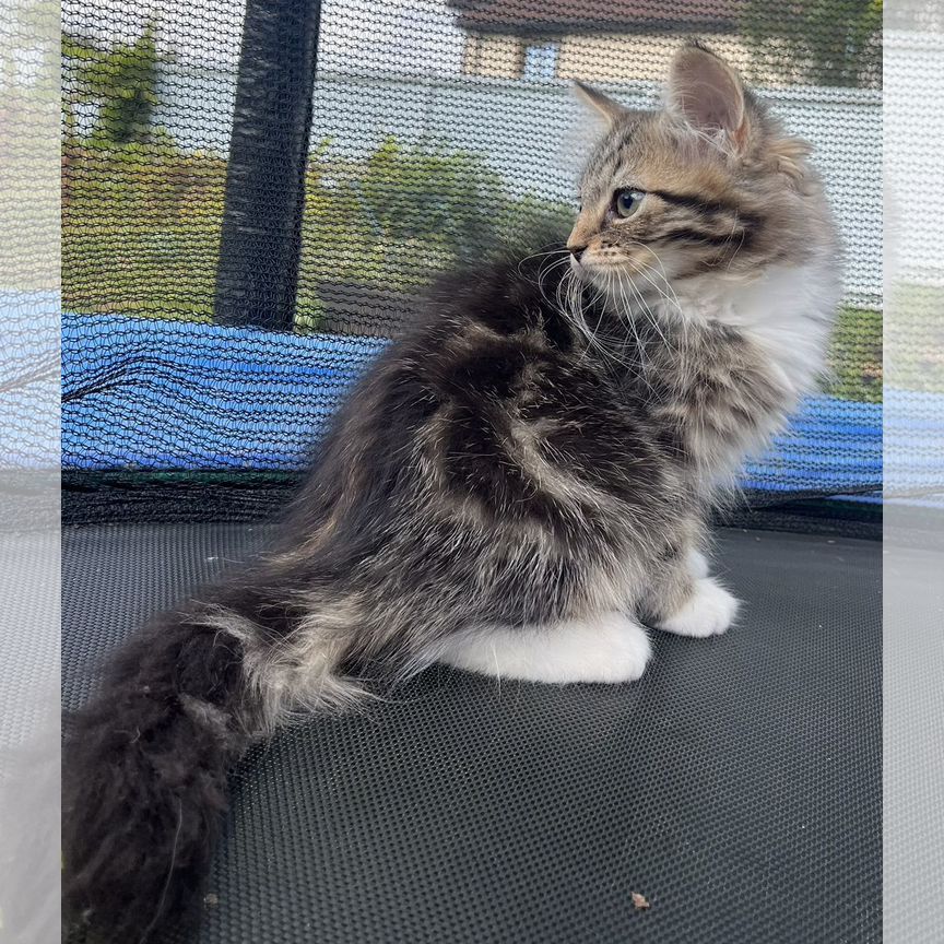 Сибирский котенок