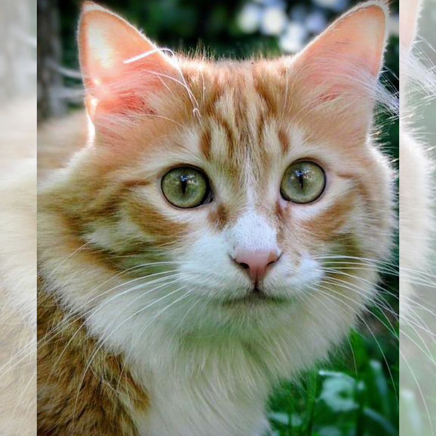 Взрослая, кошка в добрые руки