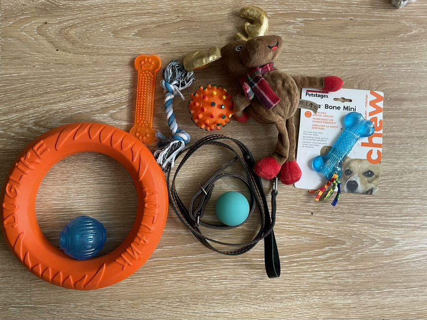 Вещи для собаки бесплатно