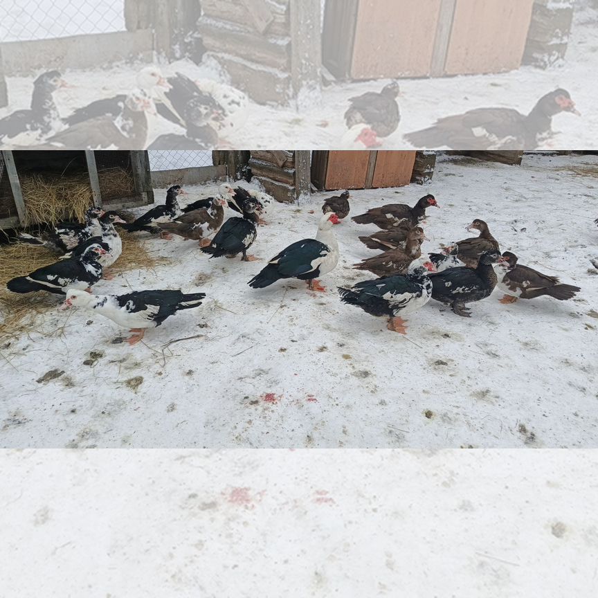 Принимаем заказ на гуся, индоуток, бройлер