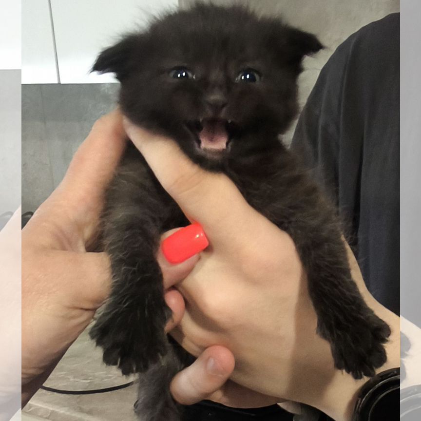 Шотландский вислоухий длинношёрстный котёнок