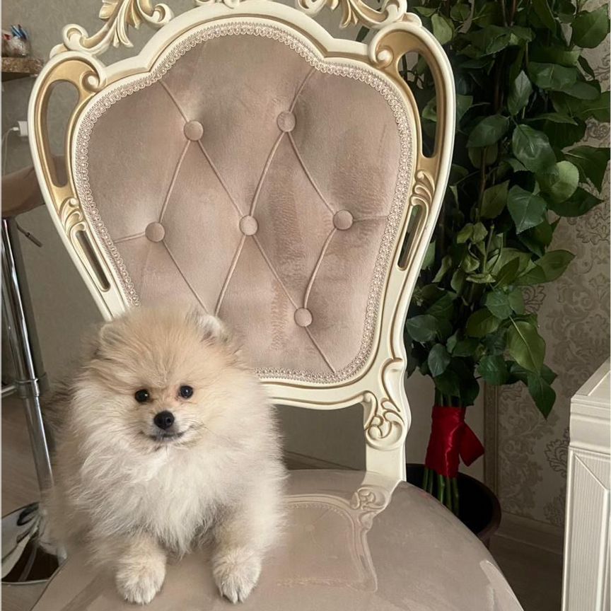 Померанский шпиц, щенок