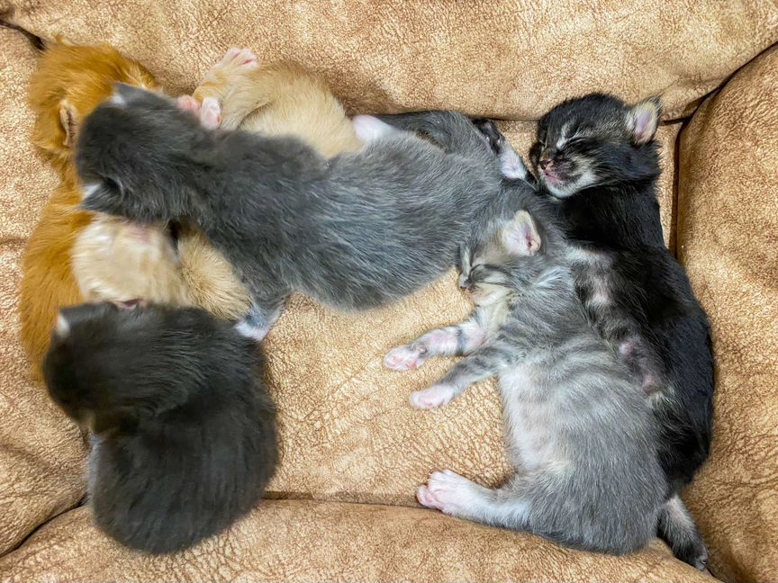 Котята Мейн-Кун