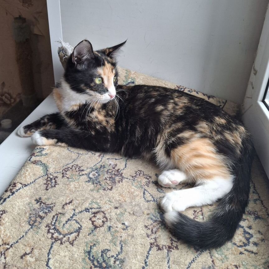 Милая Кристи,8 мес в добрые ручки