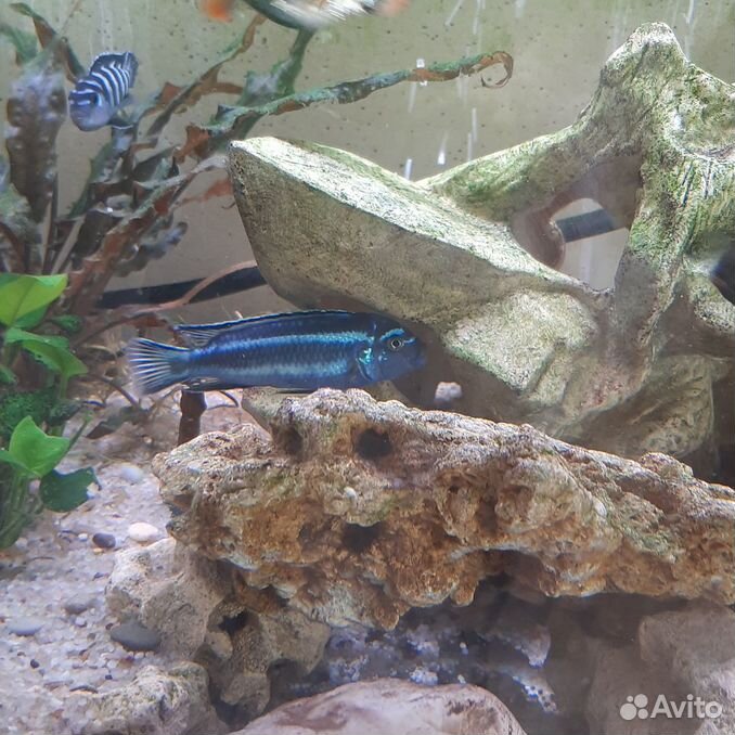 Меланохромис Майнгано