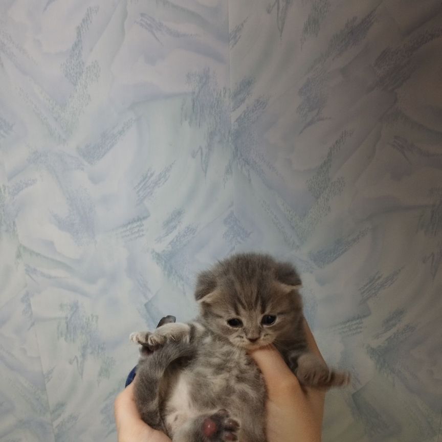 Шотладские котята