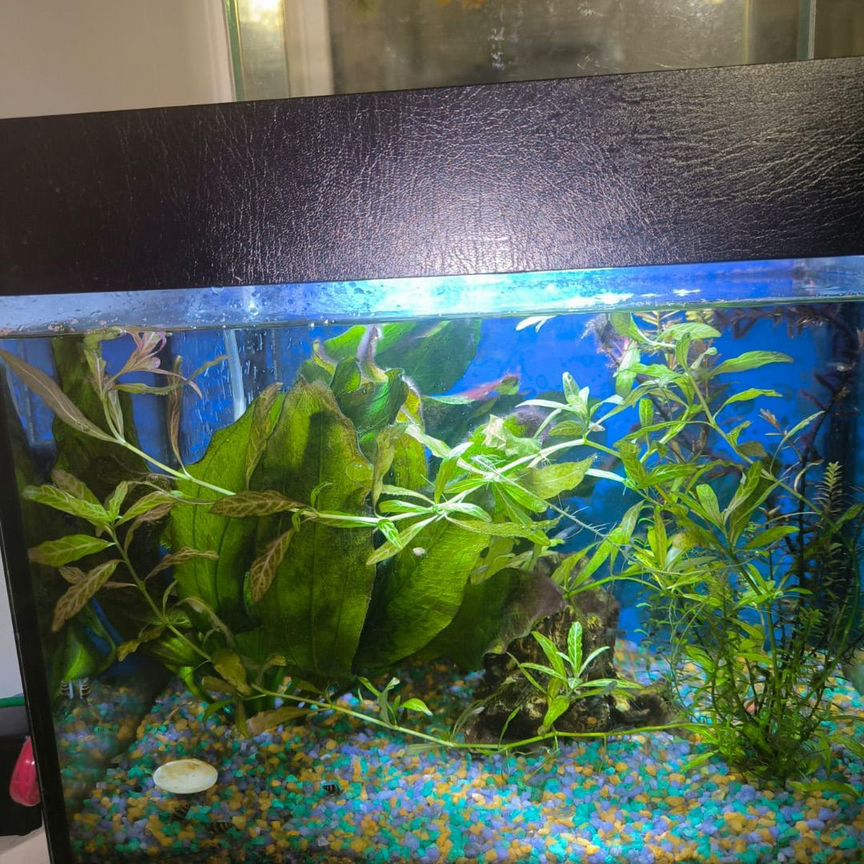 Аквариумное растение, эхинодорус, рыби малки
