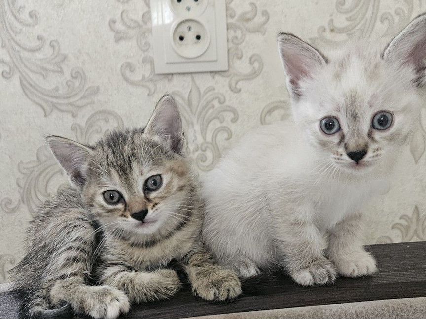 Кошечки в добрые руки