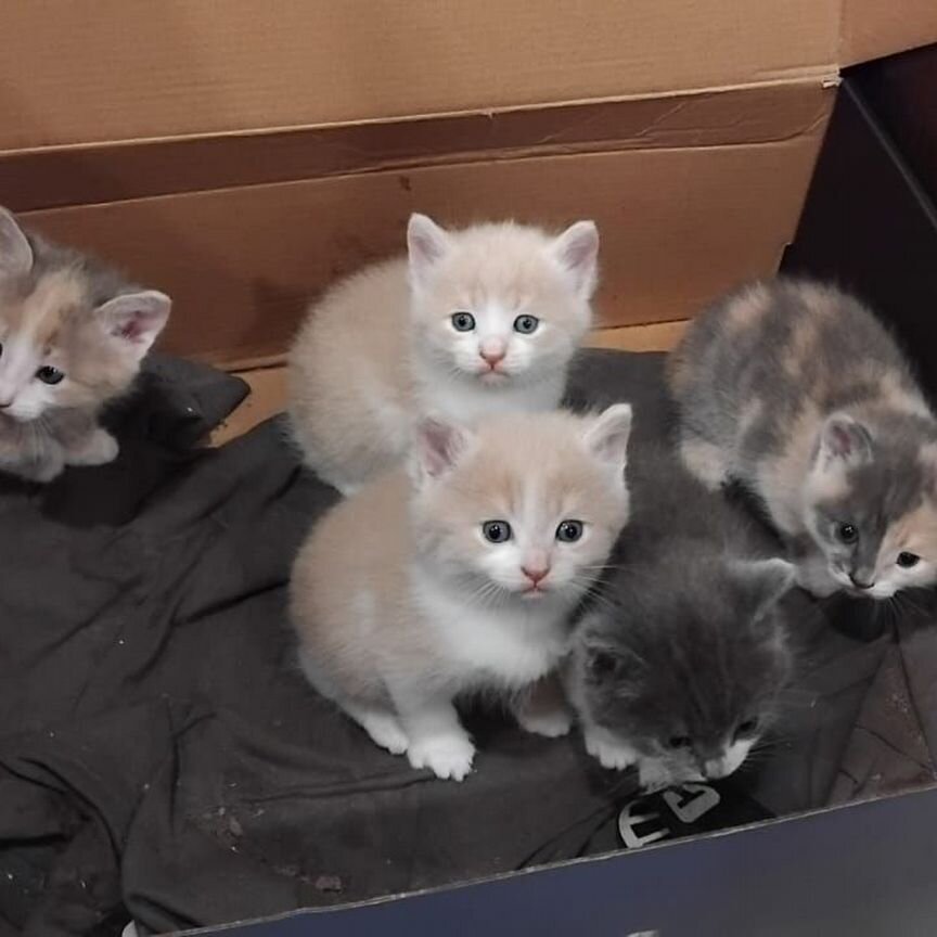 Котята в добрые руки