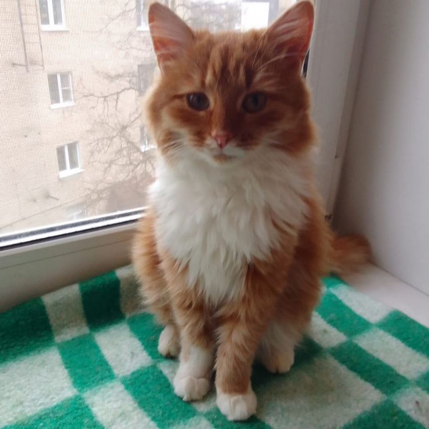 Сибирский котёнок